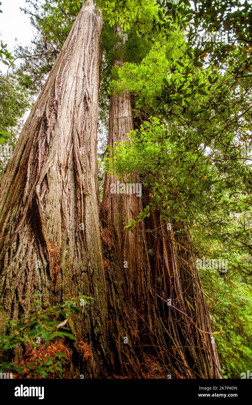 Popular Trees In Northern California at Shirley Vining blog