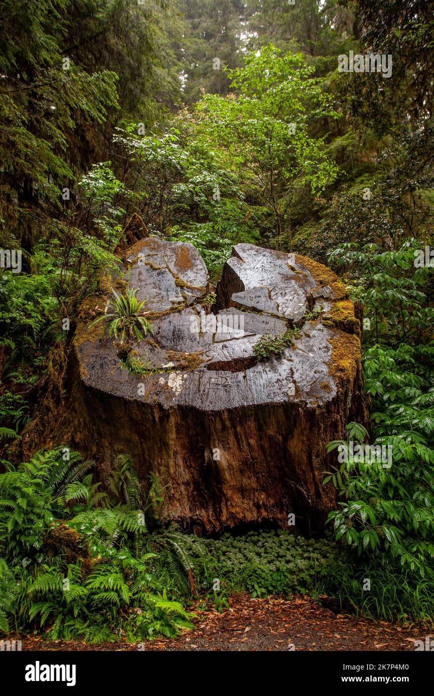 Stump of giant redwood Stock Photo - Alamy