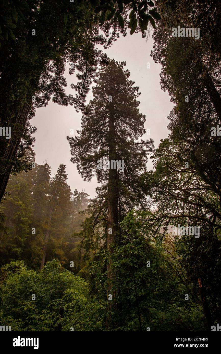 Redwood trees in Northern California Stock Photo - Alamy