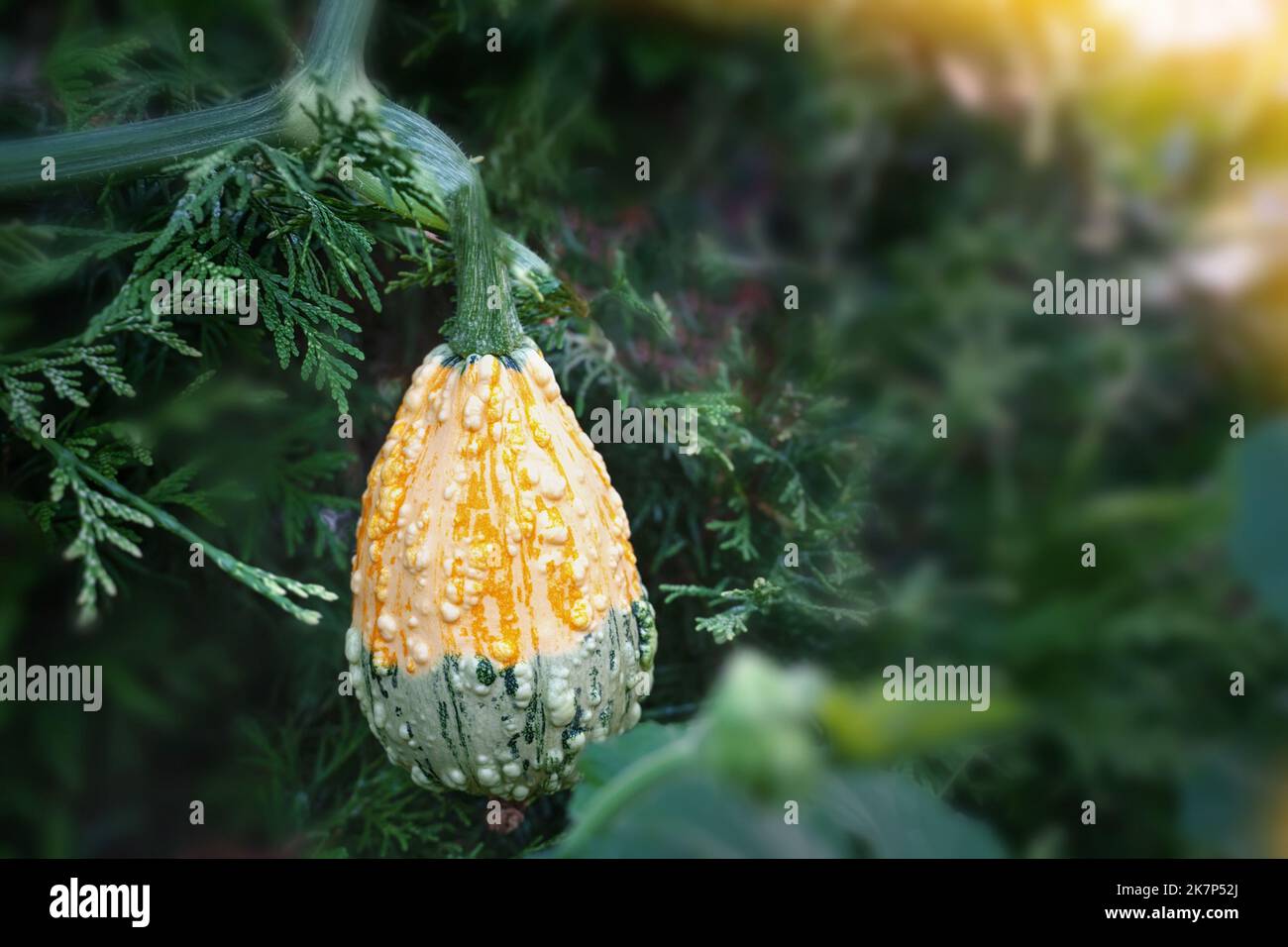 decorative pumpkin grows. Ripe decorative pumpkins of different shades ...