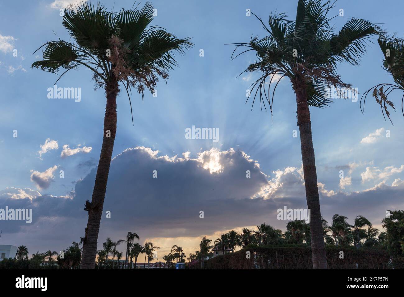 Palm trees and rays of light above the cloud Stock Photo - Alamy