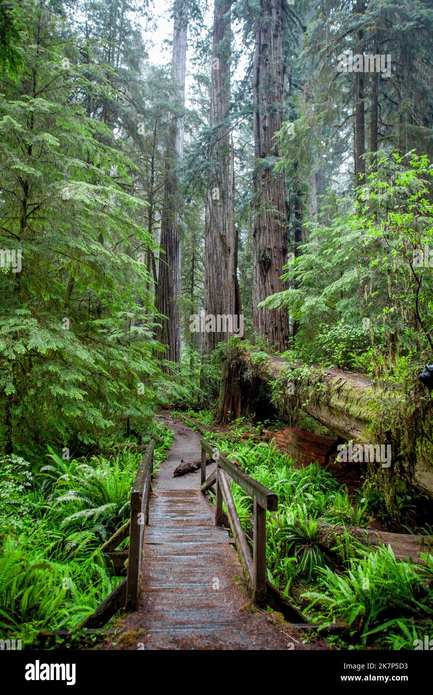 Redwood trees in Northern California Stock Photo - Alamy