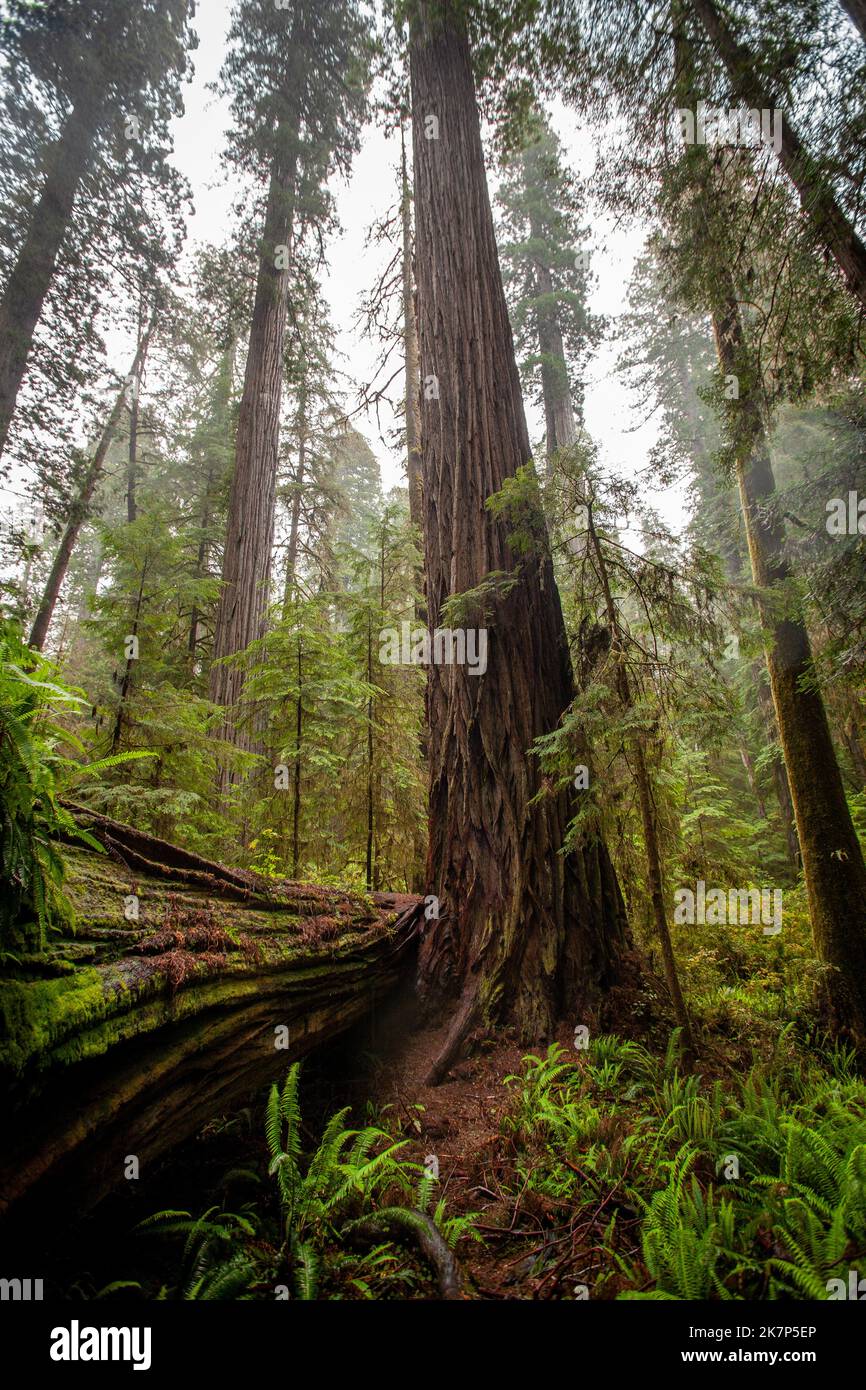 Redwood trees in Northern California Stock Photo - Alamy
