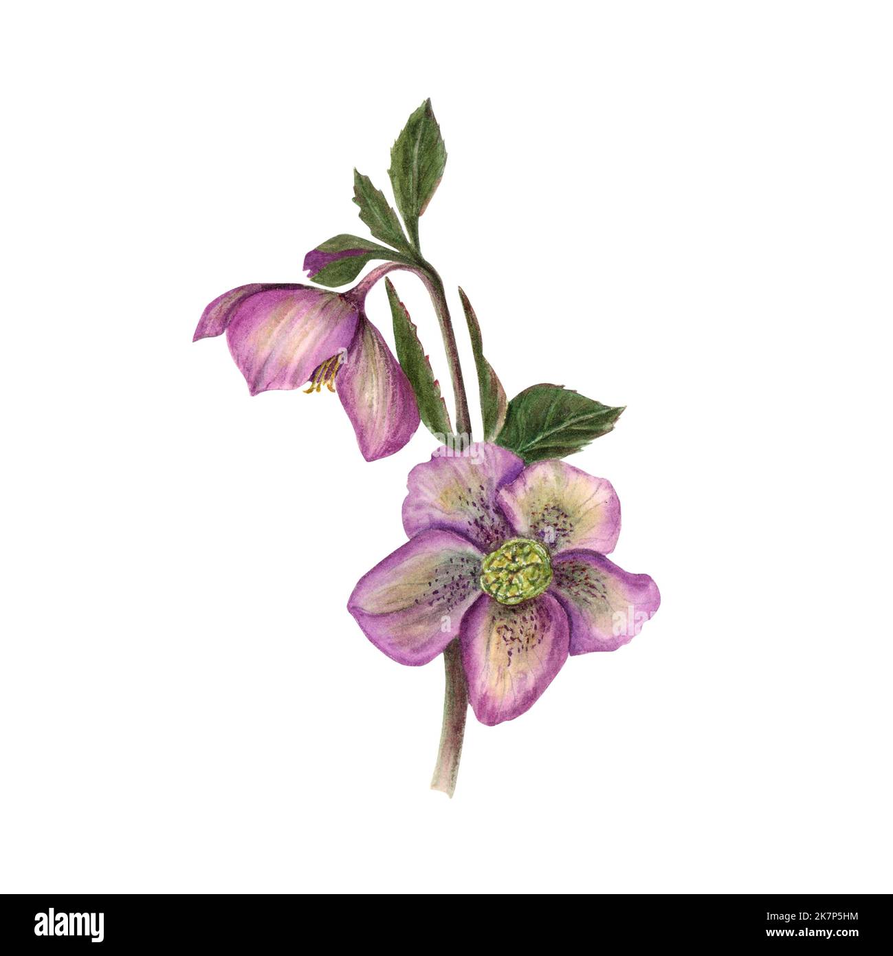 Hellebore isolated on a white background. Watercolor floral drawing for ...