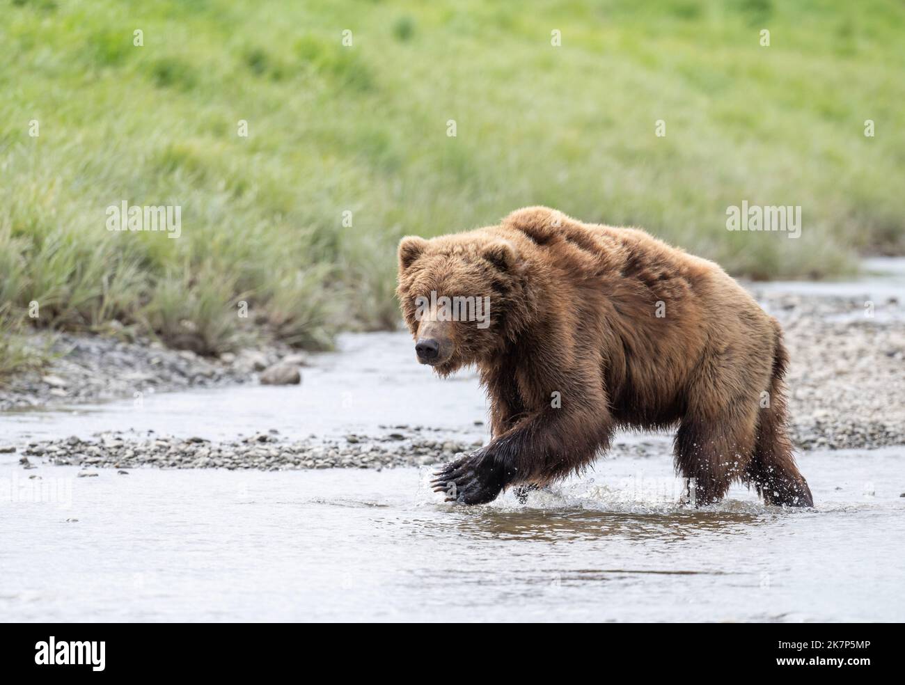 Alaskan brown bear walking through a stream in Alaska Stock Photo - Alamy