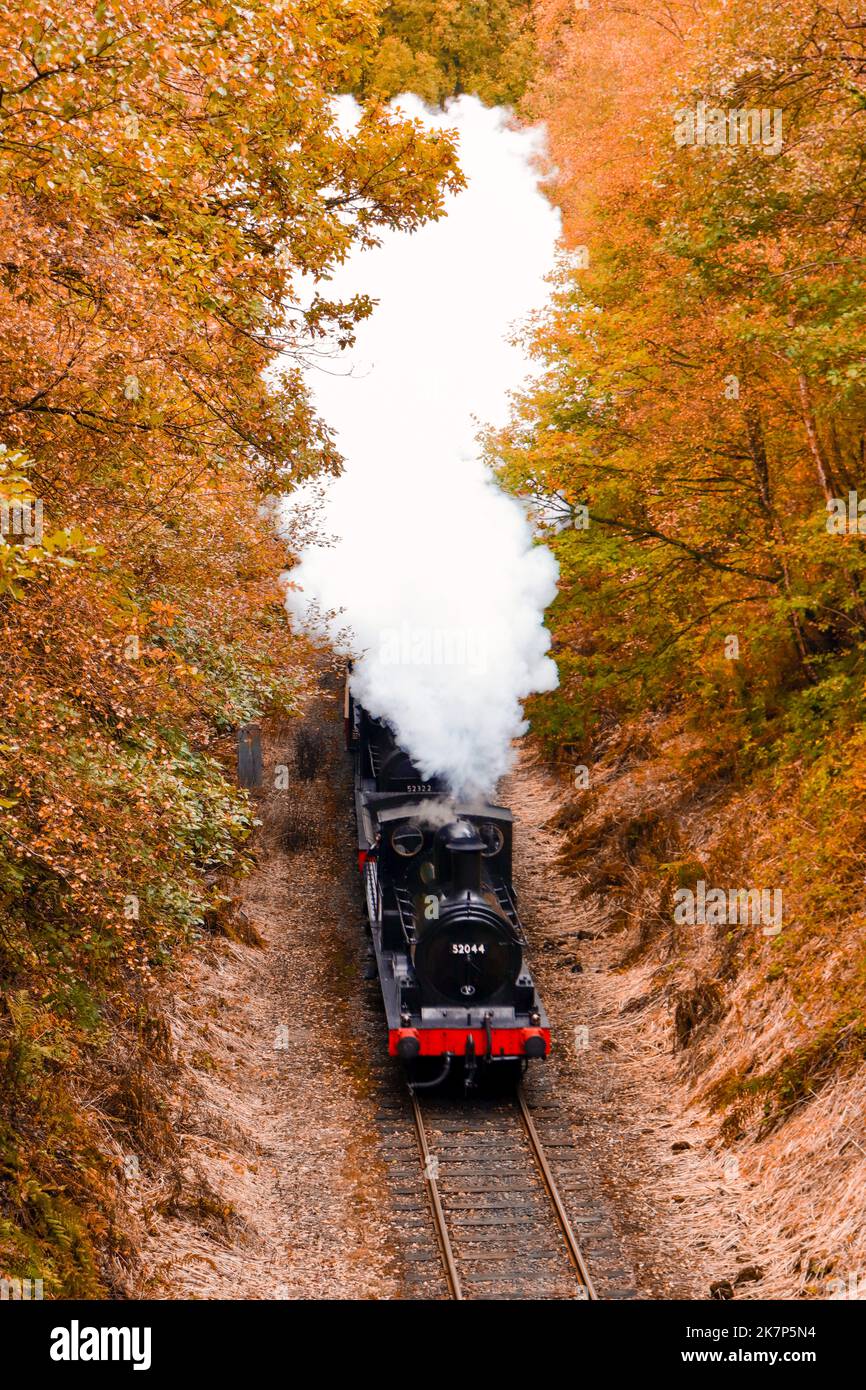 steam train in autumnal forest Stock Photo - Alamy