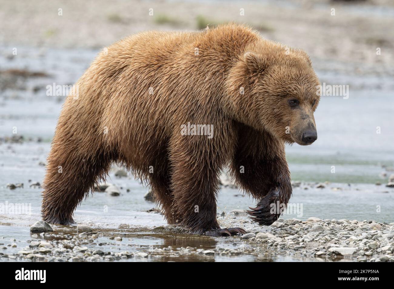 Alaskan brown bear walking through a stream in Alaska Stock Photo - Alamy