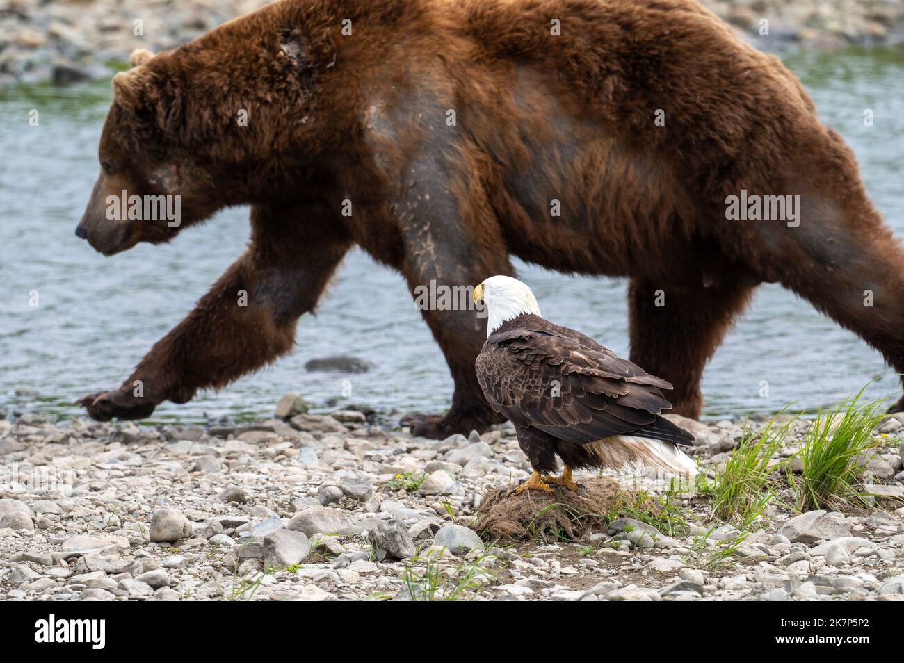 A bald eagle perched on the shore of a shallow stream with an Alaskan ...