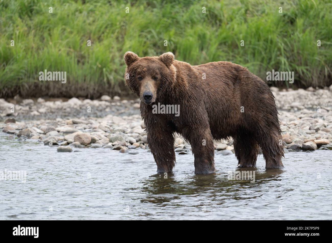 Alaskan brown bear standing in shallow stream at McNeil River Stock ...
