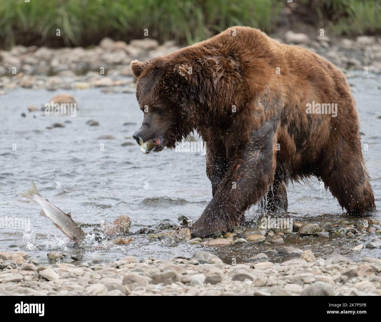 Alaskan brown bear with a salmon in its mouth at a shallow stream in McNeil River State Game ...