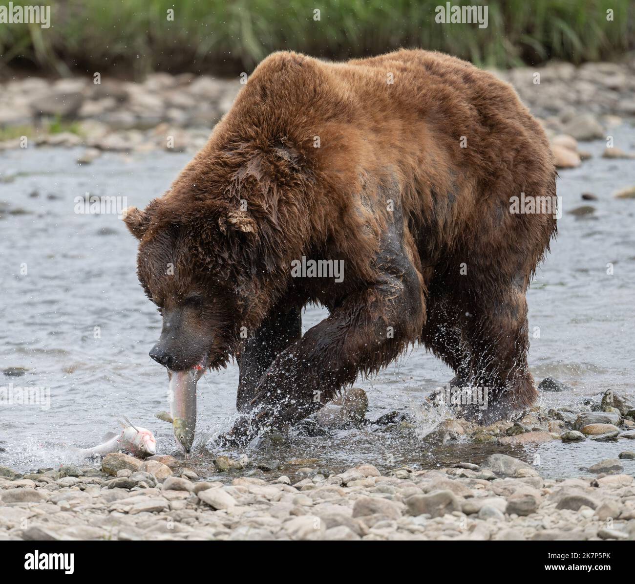 Alaskan brown bear with a salmon in its mouth at a shallow stream in ...