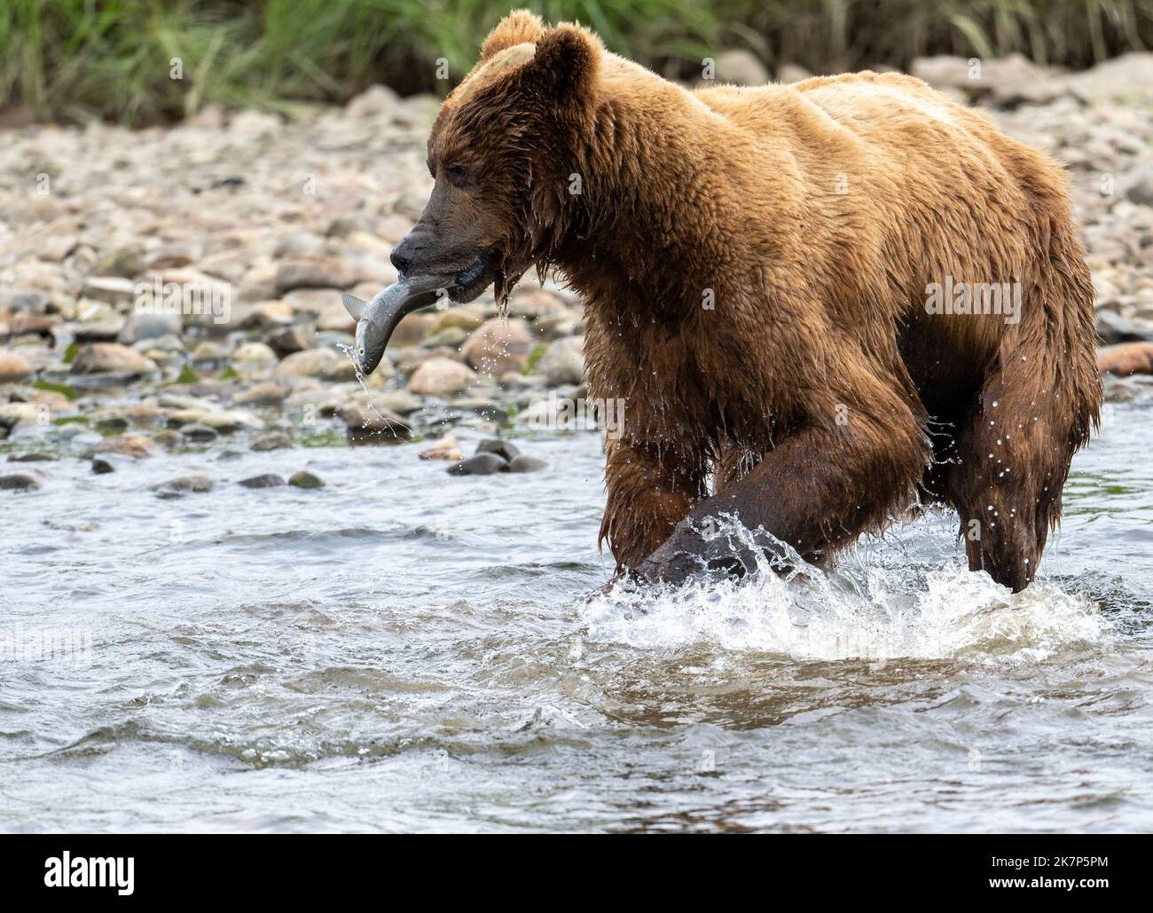 Alaskan brown bear running with a salmon in its mouth at a shallow ...