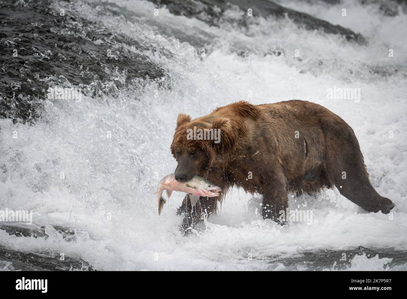 Alaskan brown bear with a salmon in its mouth at the falls in McNeil ...