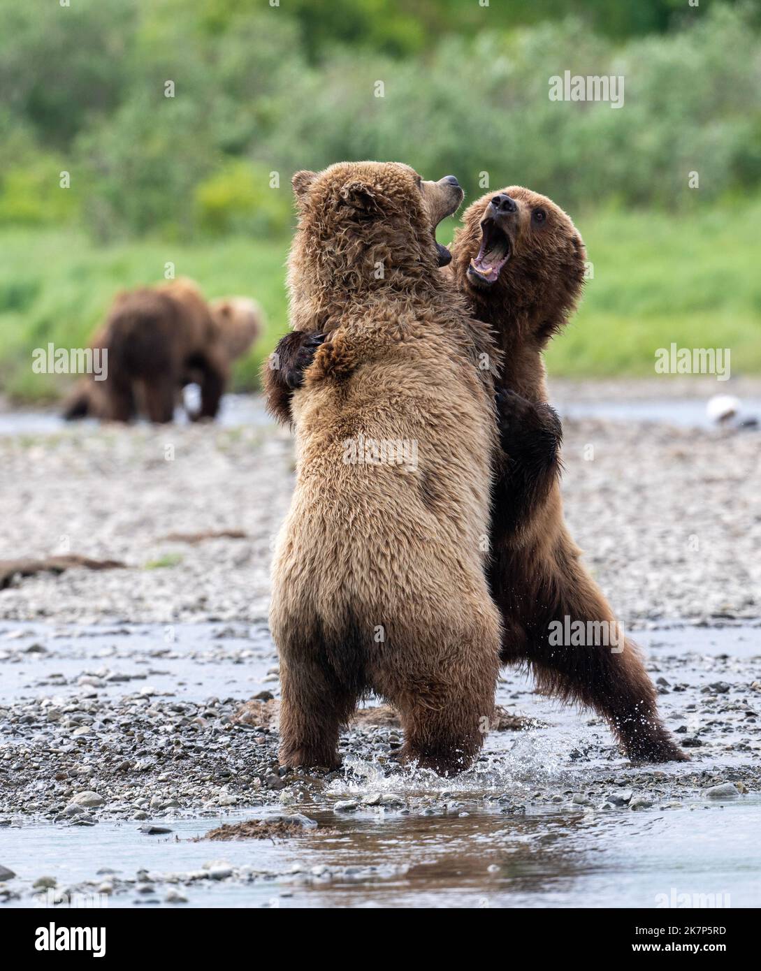 Brown bear on the edge of the river hi-res stock photography and images ...