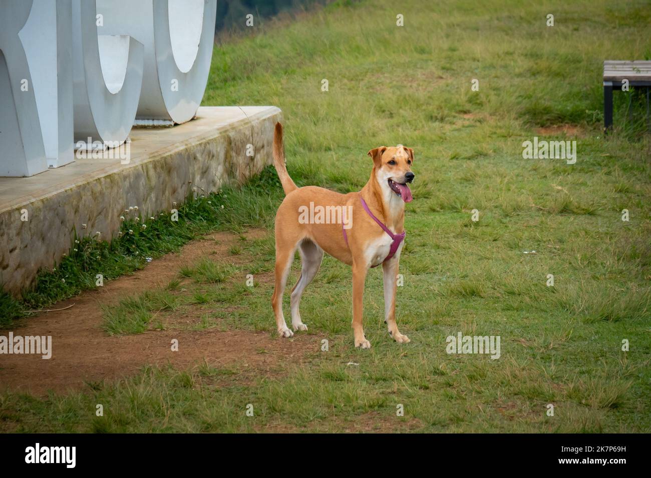 Dog Playing in a Green Field in Jerico, Colombia Stock Photo - Alamy
