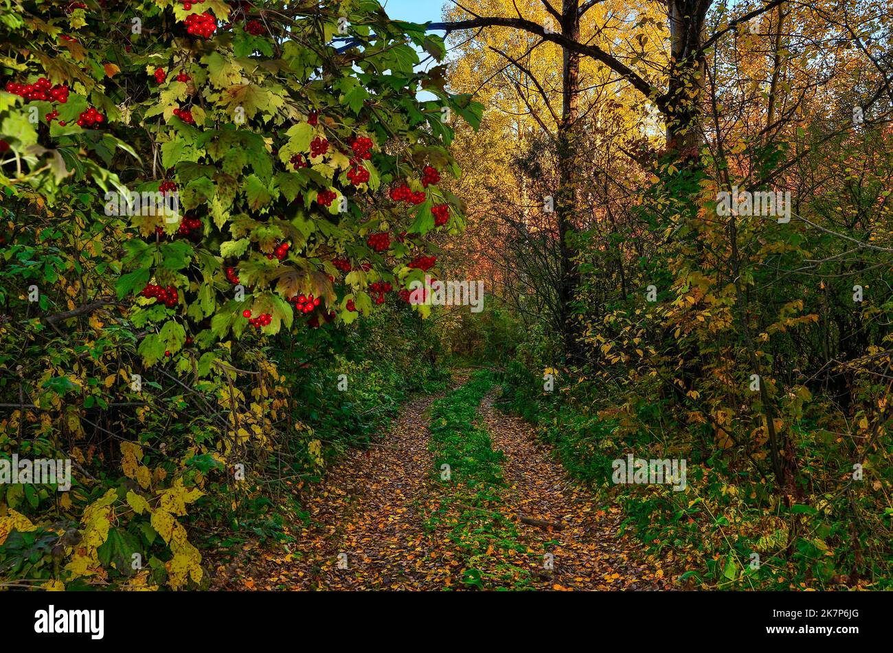 Walk along a shady road in colorful autumn forest. Birch trees foliage ...