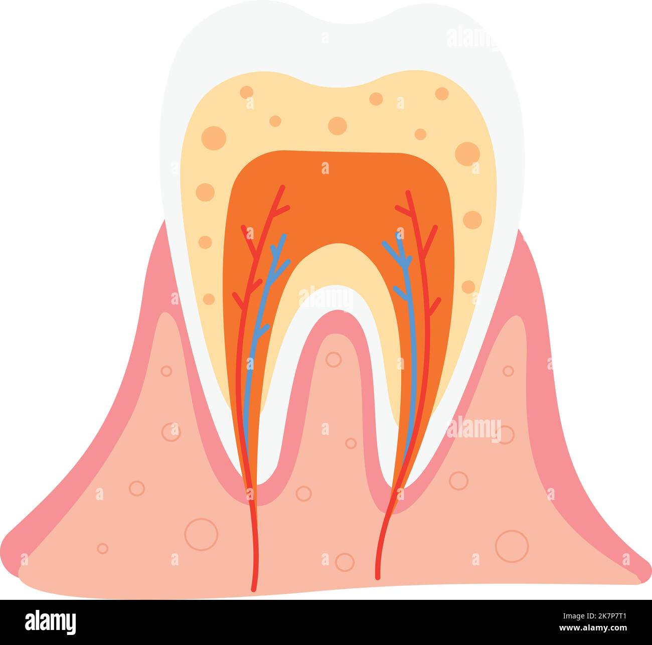 Tooth structure illustration. Dental anatomy medical poster isolated on ...