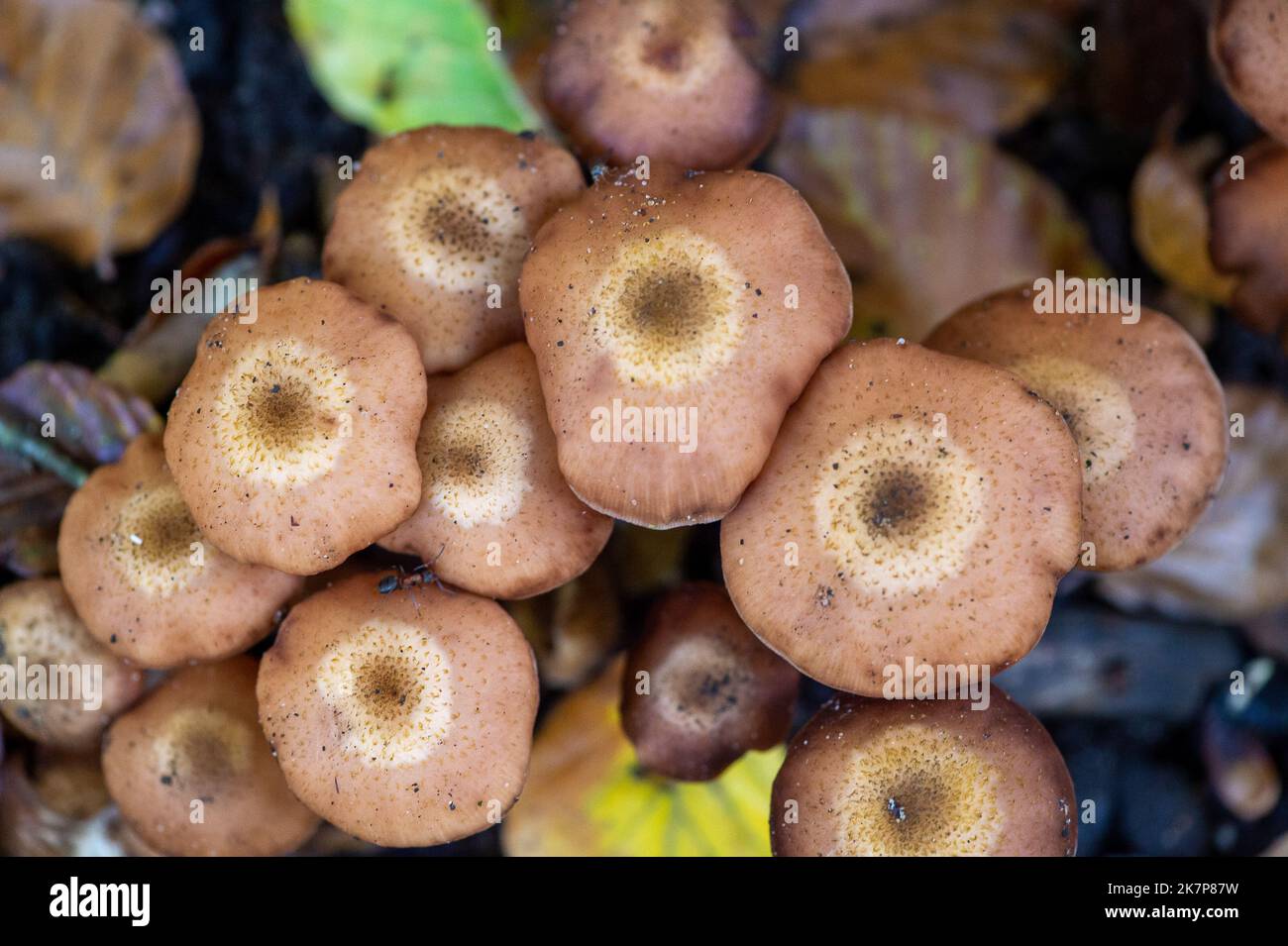Another fungi species hi-res stock photography and images - Alamy