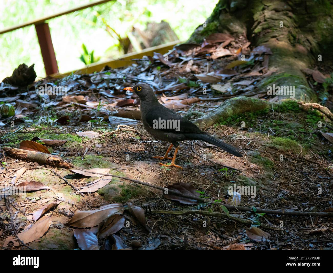 A Dark Gray Bird (Great Thrush) Perches on the Ground, in Search of ...