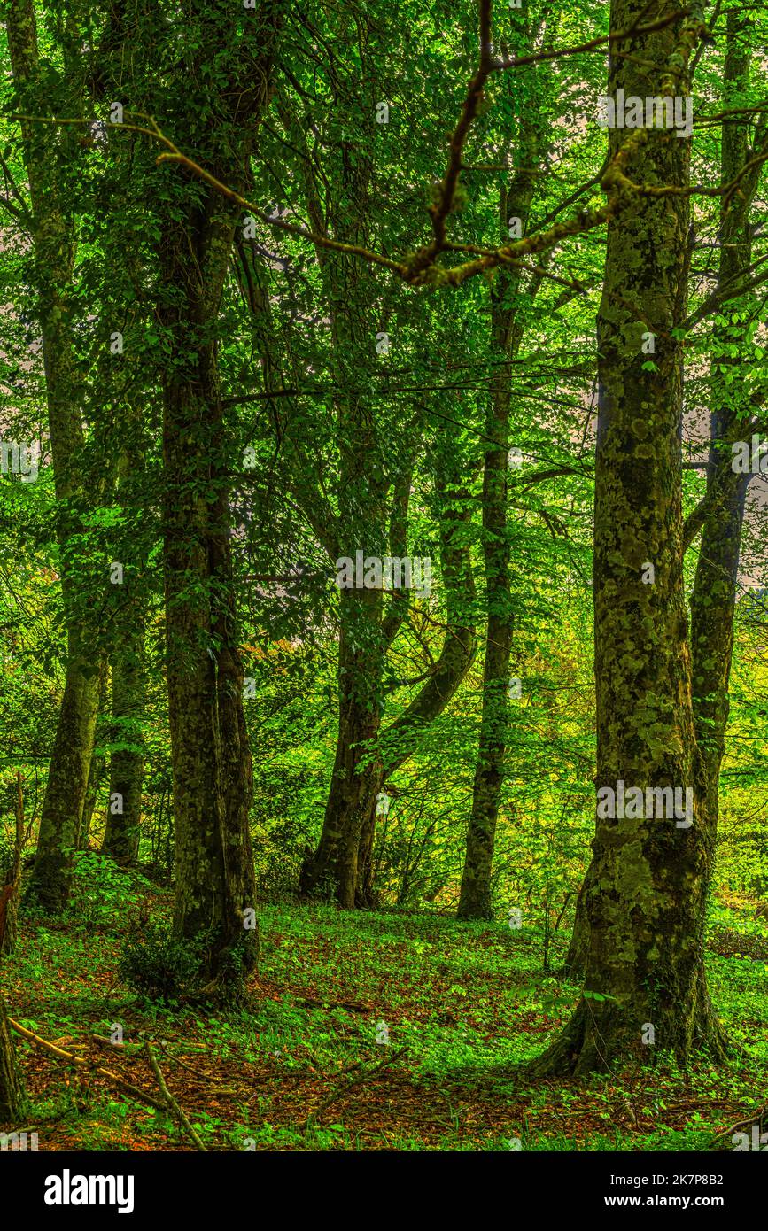 The Foresta Umbra nature reserve is a protected natural area in the ...