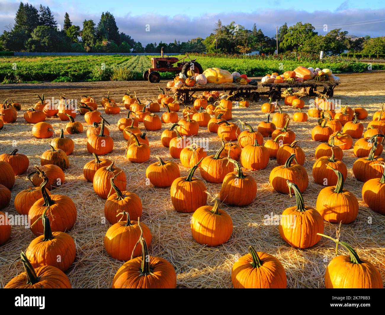 A bright sunrise over a field of pumpkins at a farmers market in ...