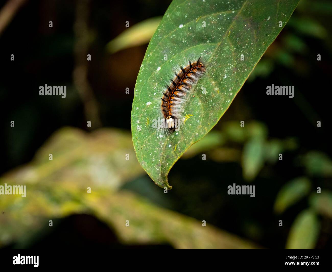 Garden centipedes hi-res stock photography and images - Alamy