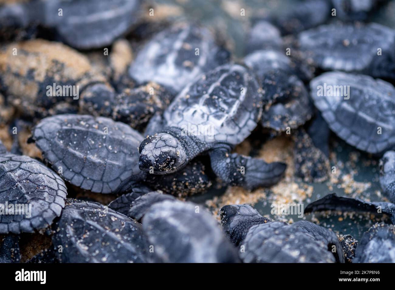 Baby turtles hatching Stock Photo - Alamy