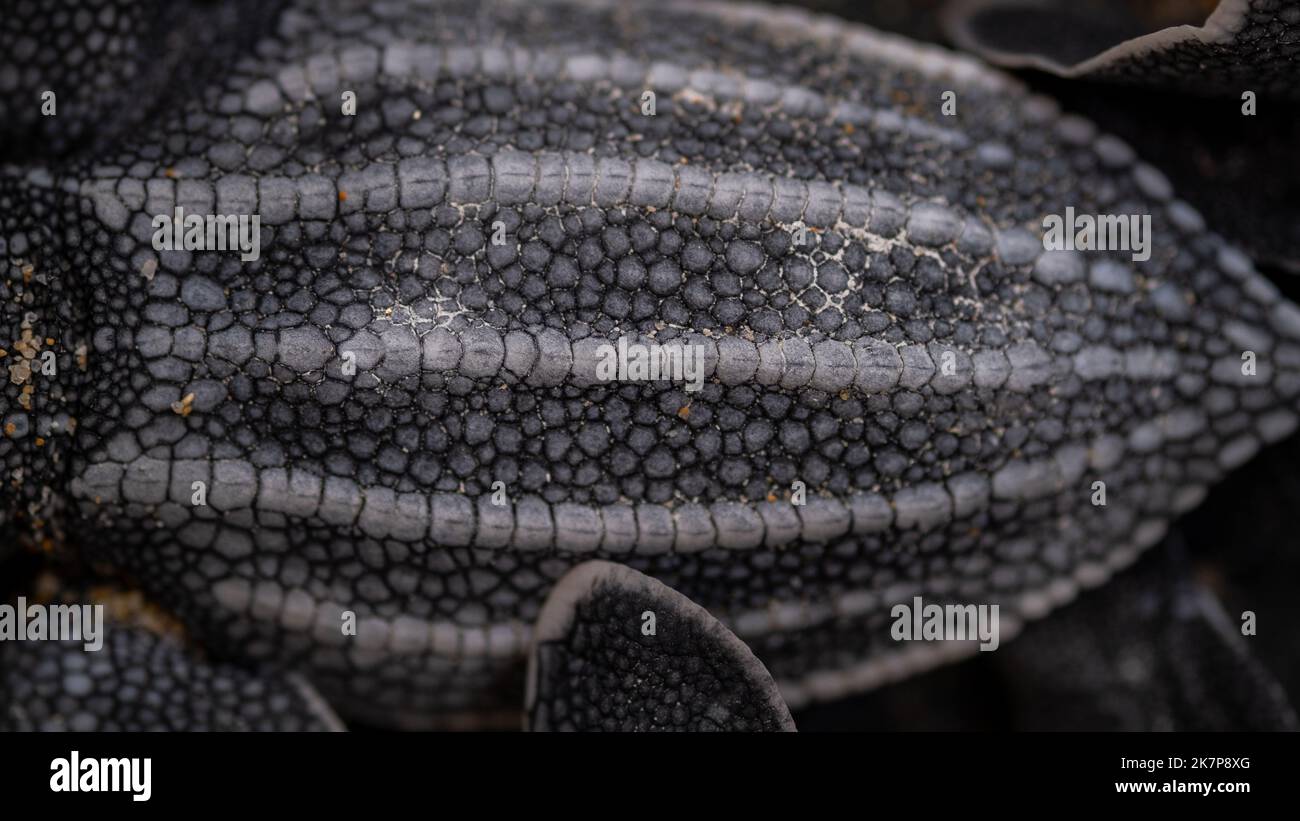 Leather back turtle shell Stock Photo - Alamy