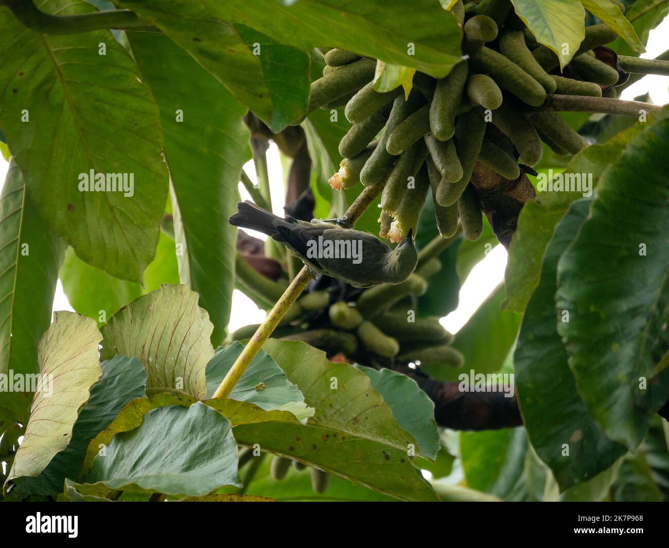 Small Blue Bird Eating Fruits from the Top of a Tree Stock Photo - Alamy