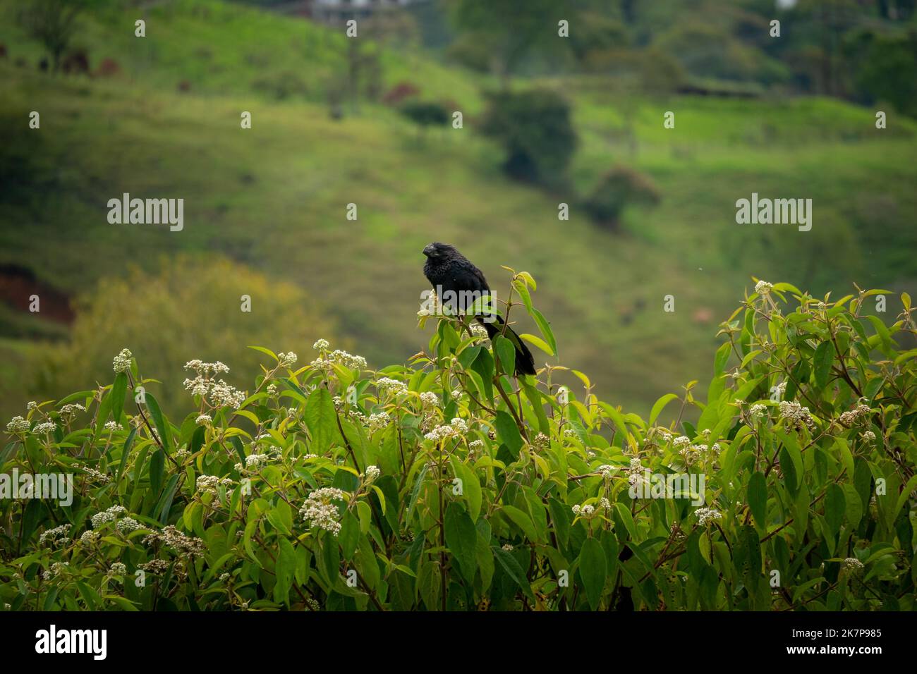 The Smooth-Billed Ani (Crotophaga ani), a Black Bird Perches on a ...