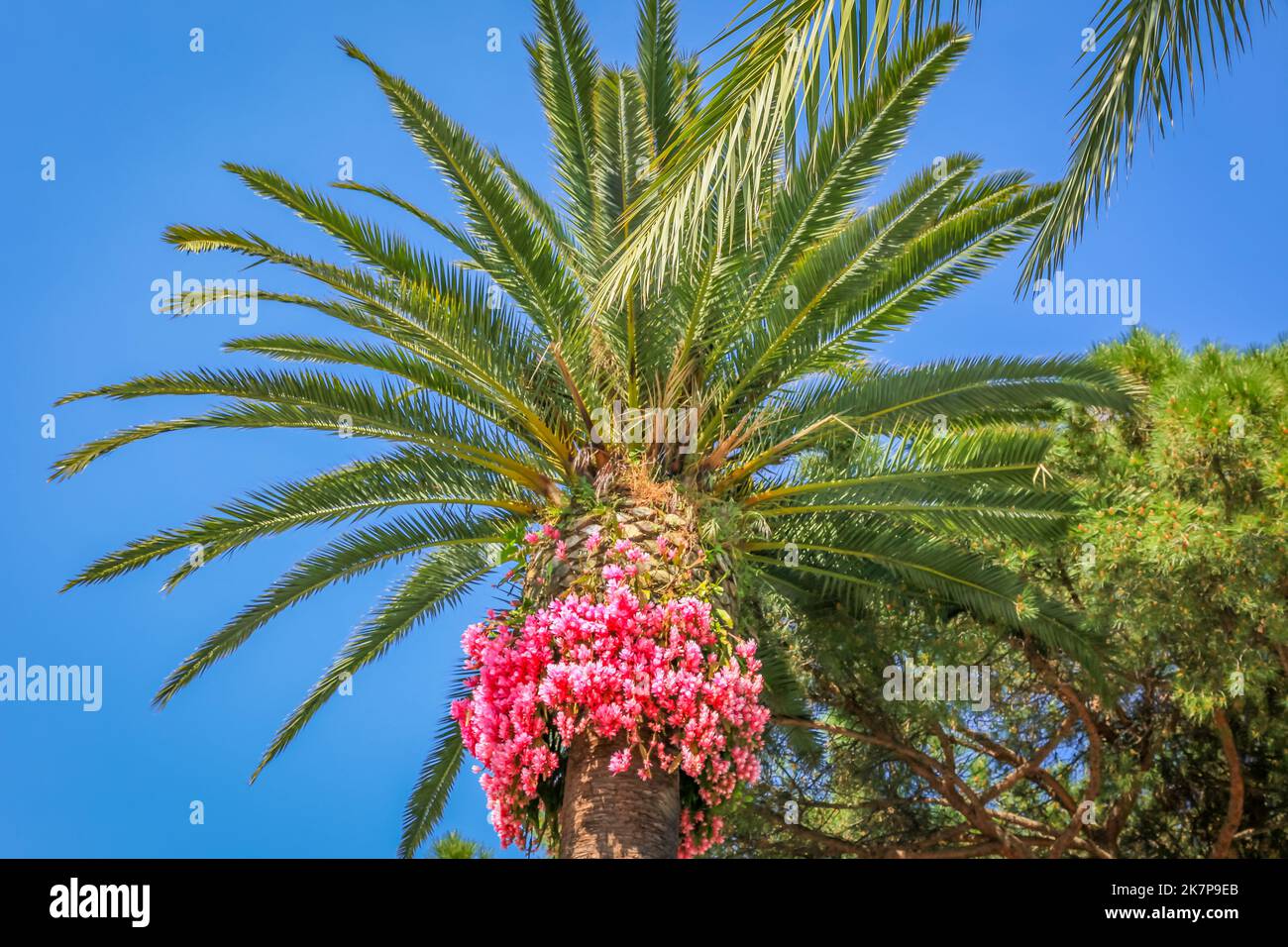 Naples Italy Palm Trees Naples' Unstoppable Rise As A Tourist