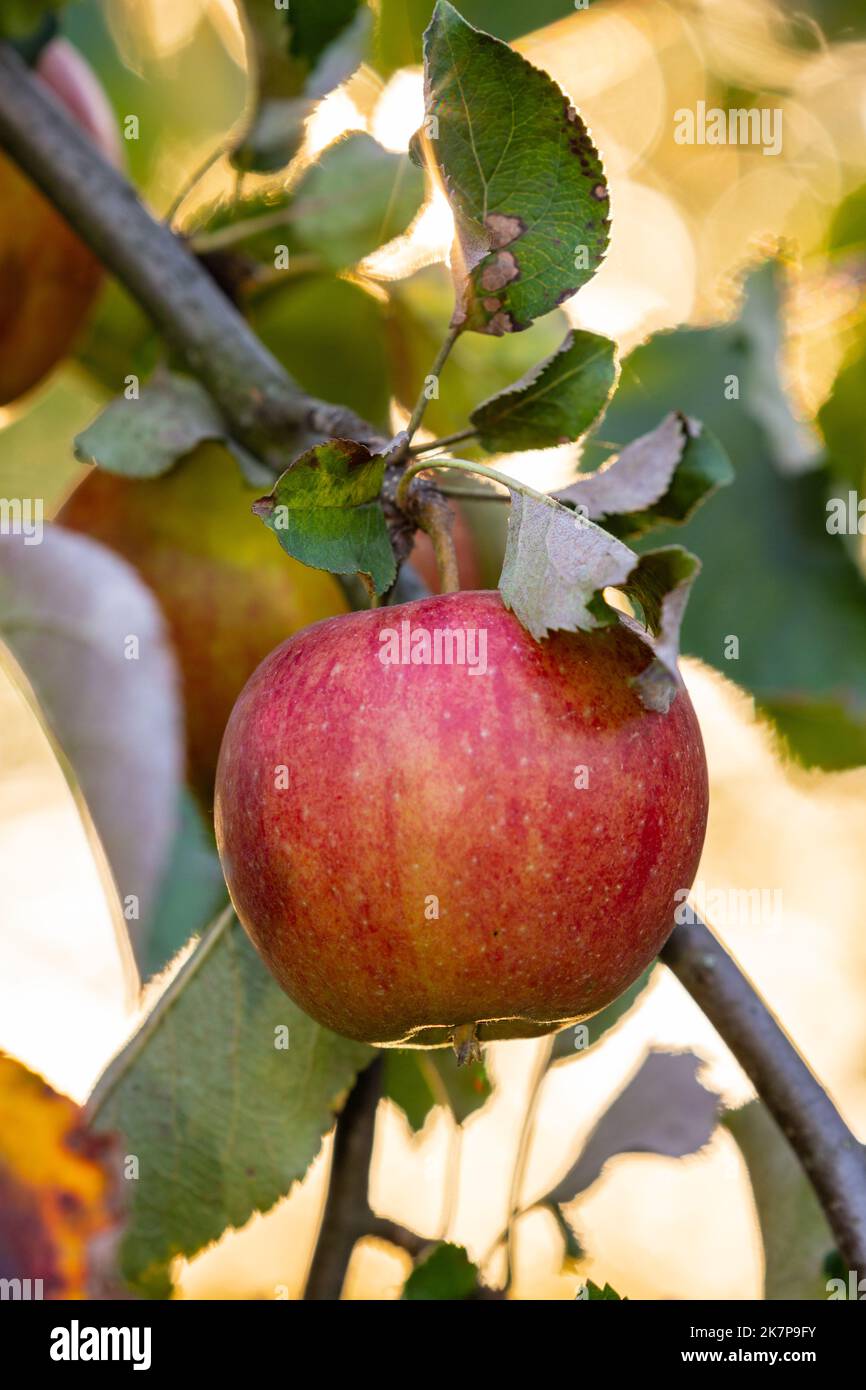 Single pockmarked apple on the branch Stock Photo - Alamy