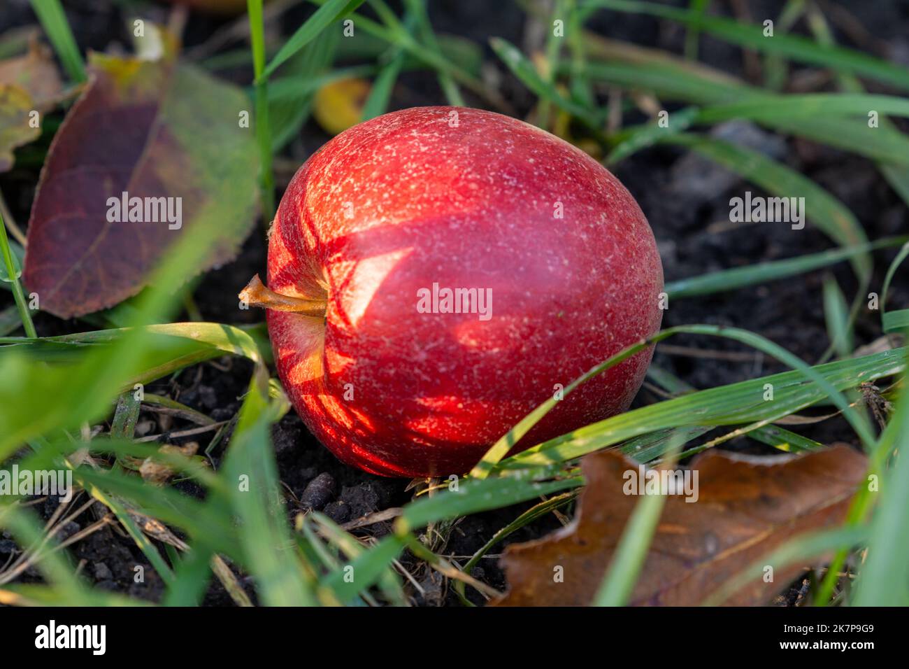 Red ripe apple fallen from the tree on the ground Stock Photo - Alamy