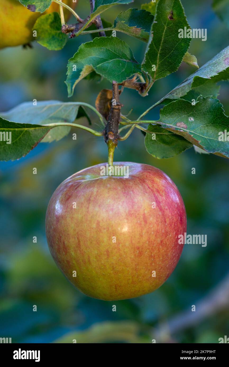 Single pockmarked apple on the branch Stock Photo - Alamy