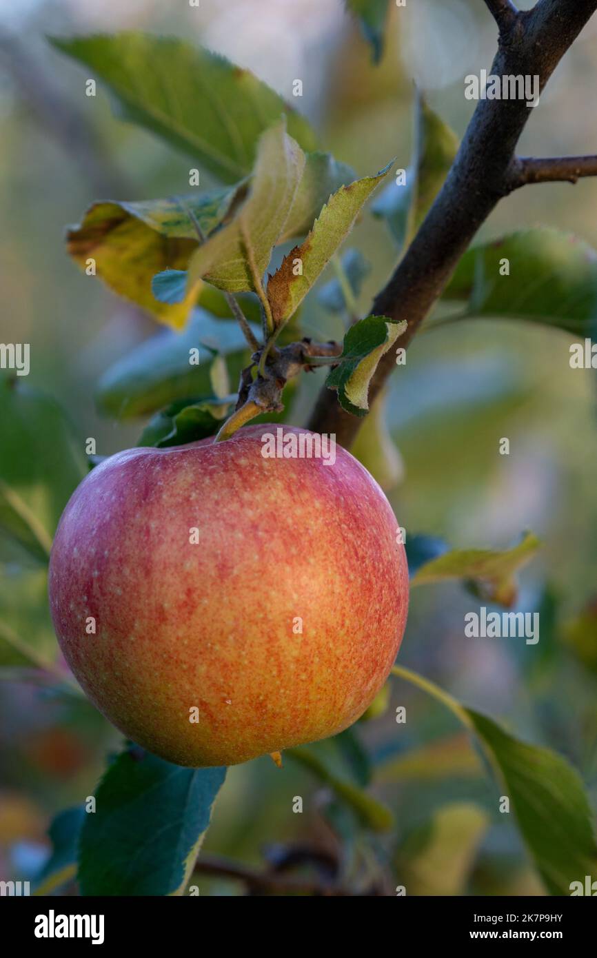 Single pockmarked apple on the branch Stock Photo - Alamy