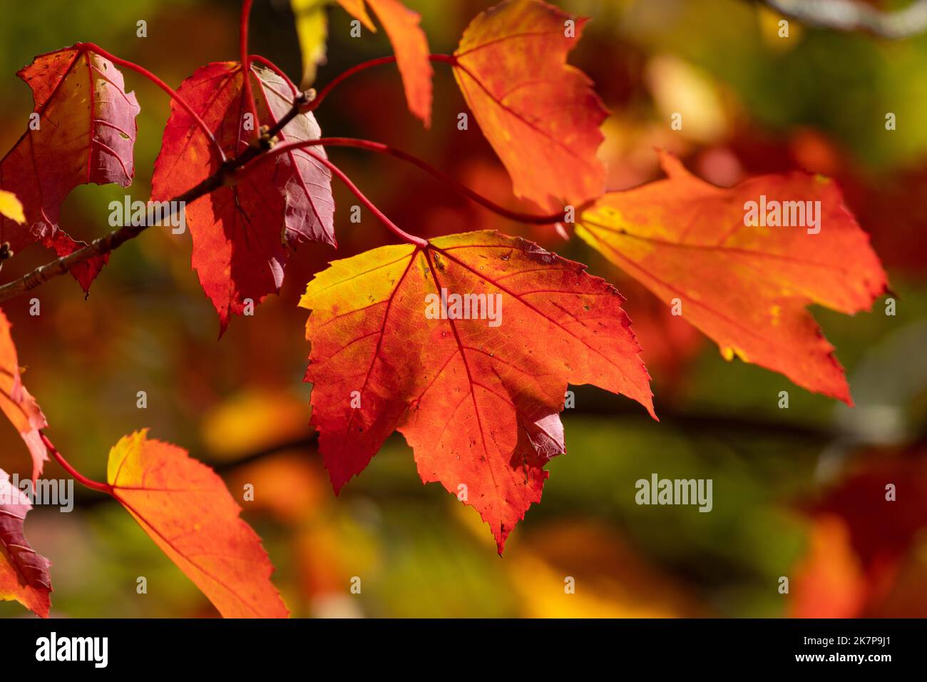 A fall maple leaf in vibrant orange color stands out amongst the pack ...
