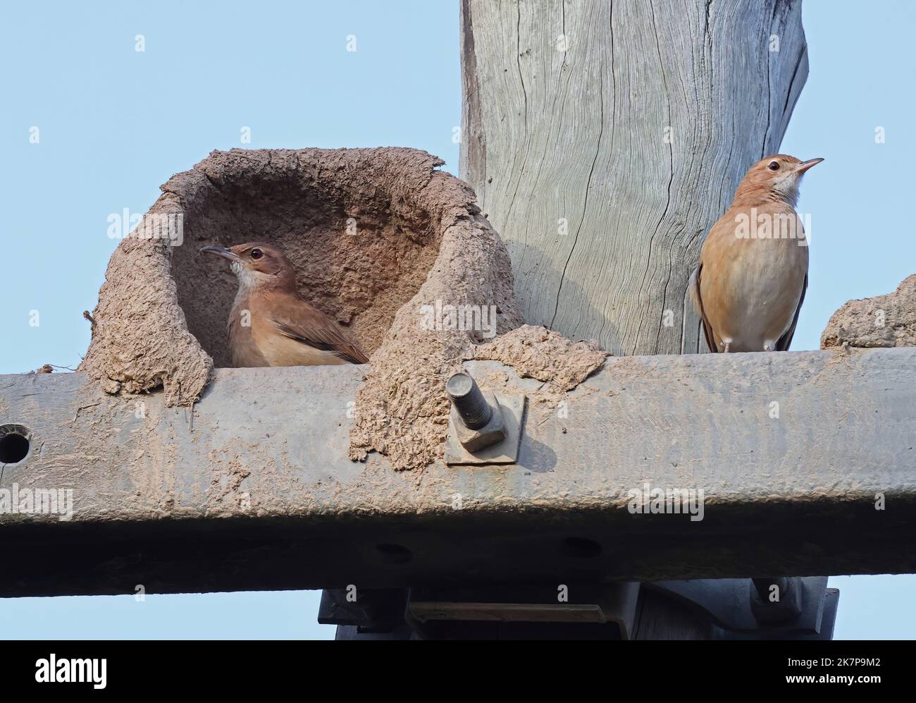Rufous Hornero (Furnarius rufus) pair at partially built nest on power ...