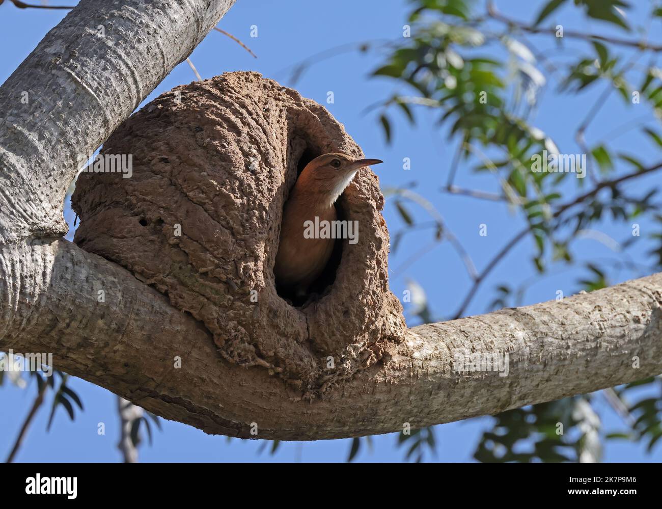 Rufous Hornero (Furnarius rufus) adult looking out from nest in tree ...