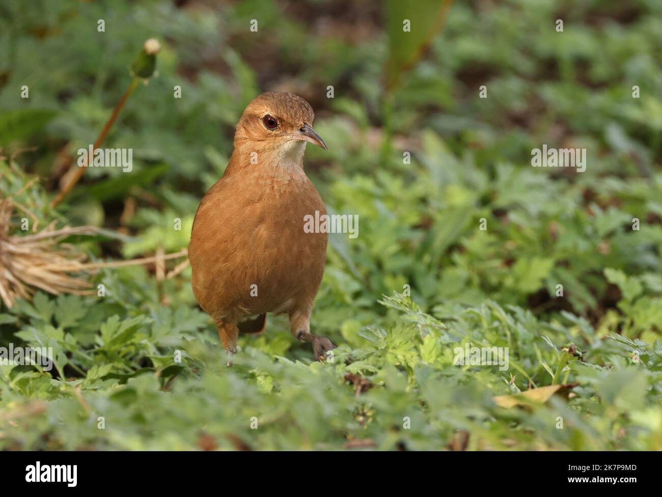 Rufous Hornero (Furnarius rufus) adult foraging on ground Sao Paulo ...