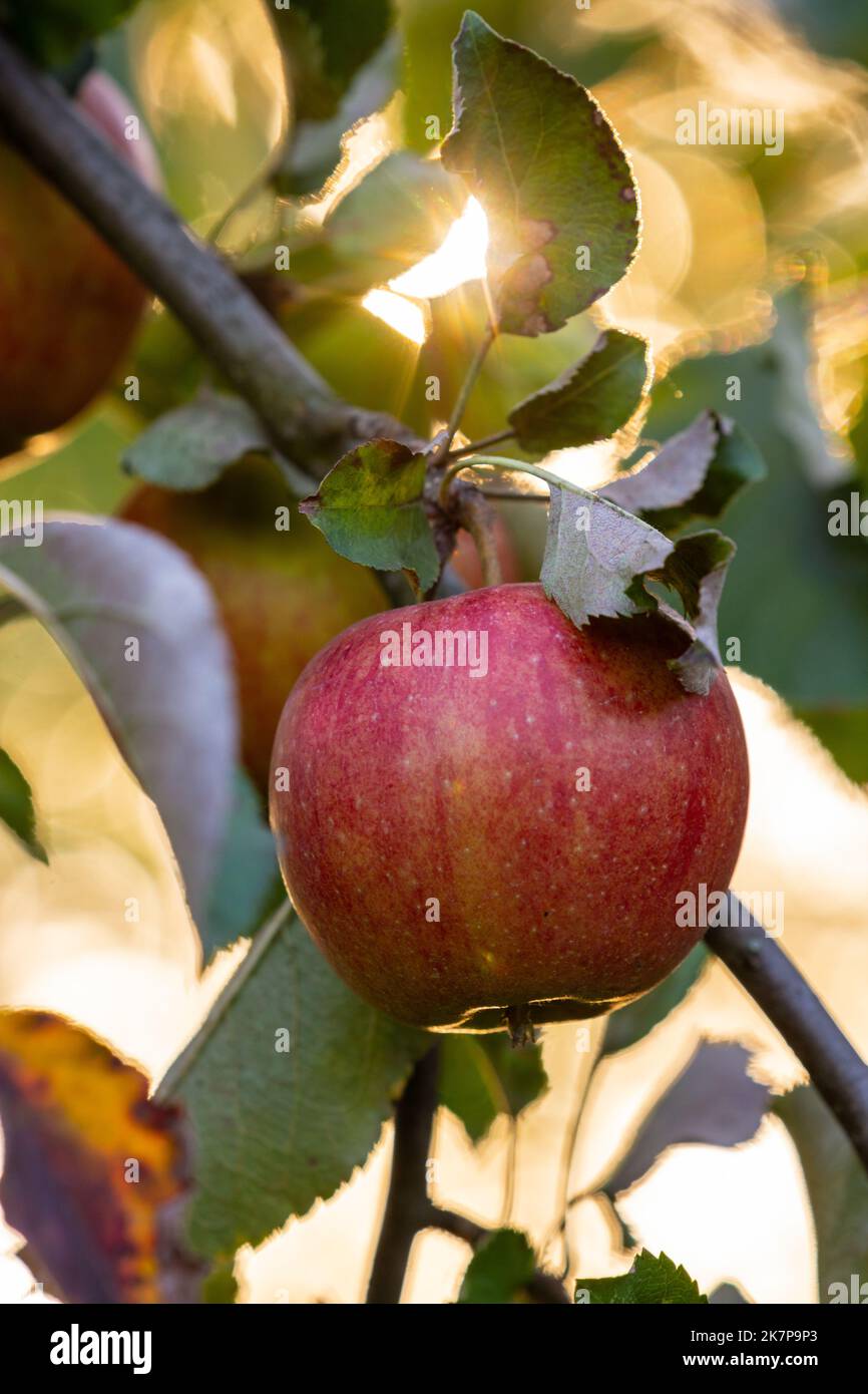 Single pockmarked apple on the branch Stock Photo - Alamy