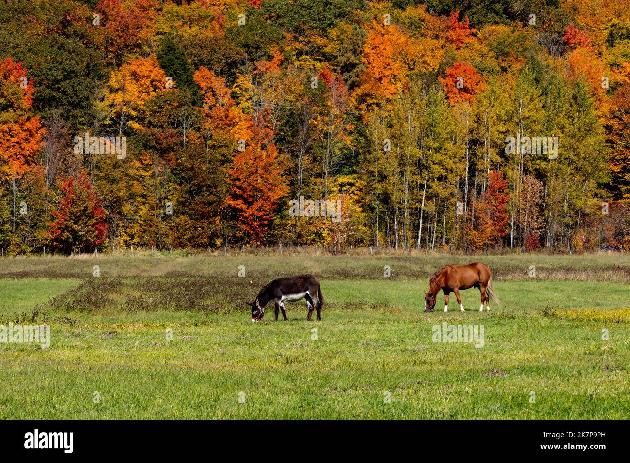 A horse and donkey crop grass with a colorful fall backdrop; grazing ...