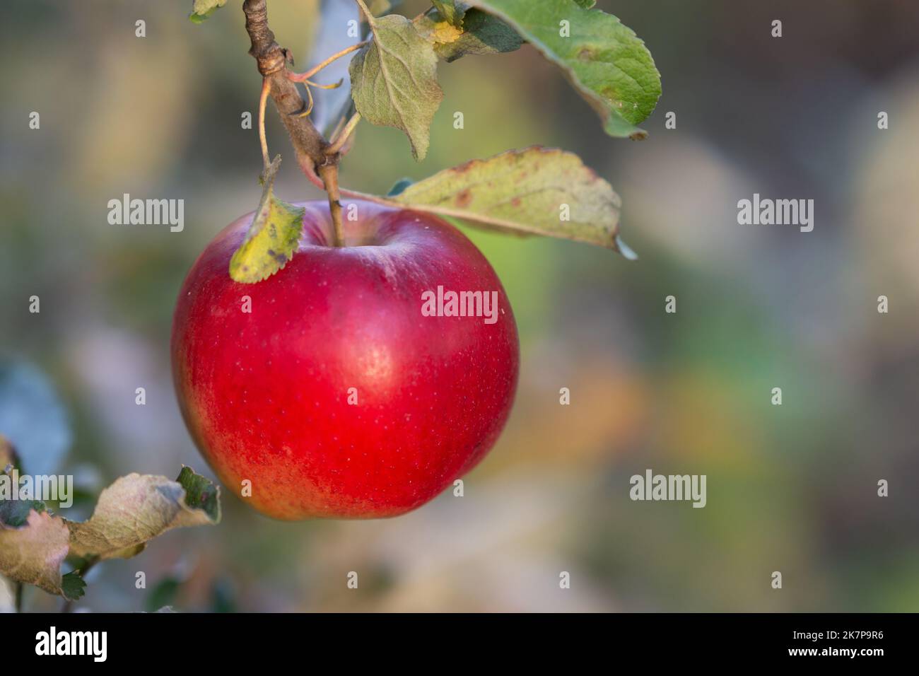 Single red apple on the branch of apple tree Stock Photo - Alamy