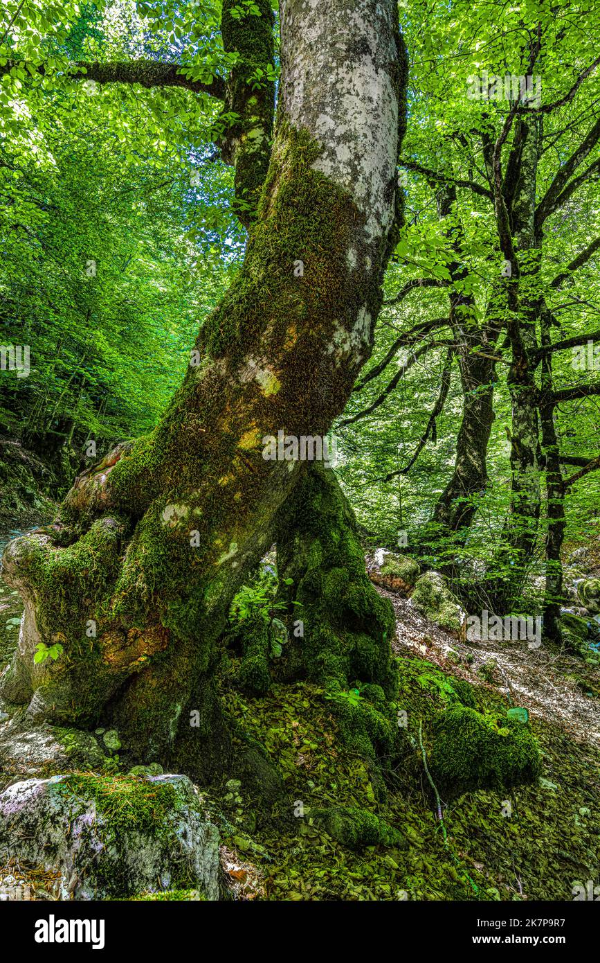 Beech and old maple forest with boulders covered with moss and brown ...