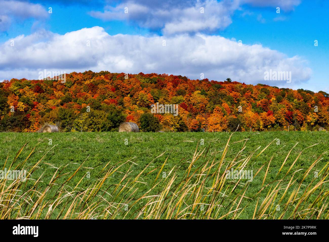 Grass, layered with grass, layered with autumn mountain, layered with ...