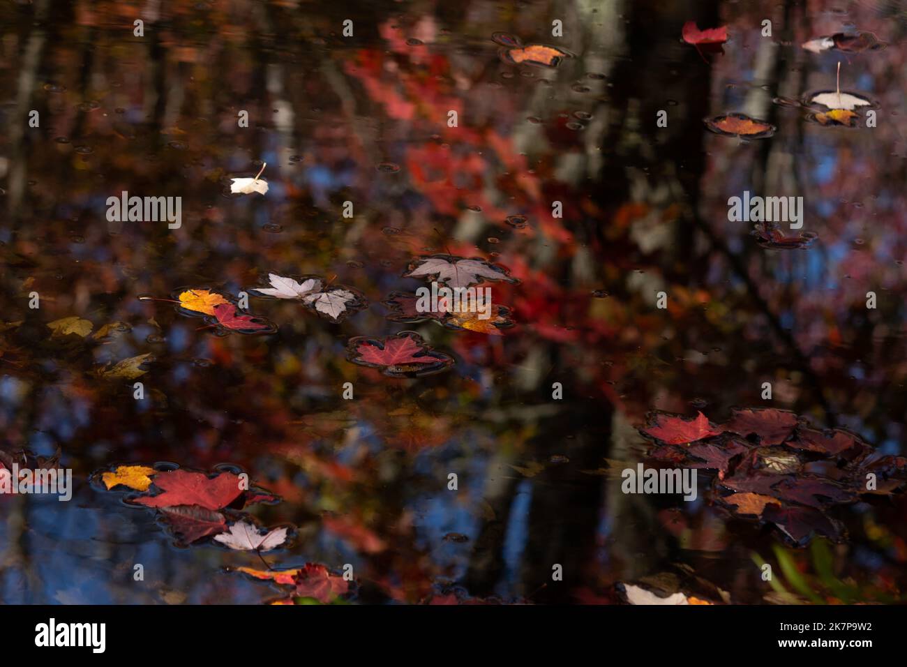 Vibrant fall leaves rest on the calm water surface, which reflects the ...