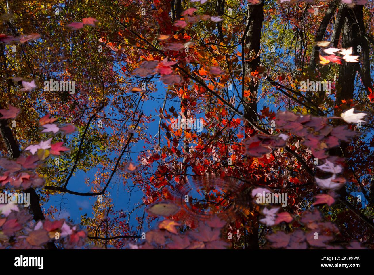 A circlet of disturbance on the calm water in an autumn reflection ...
