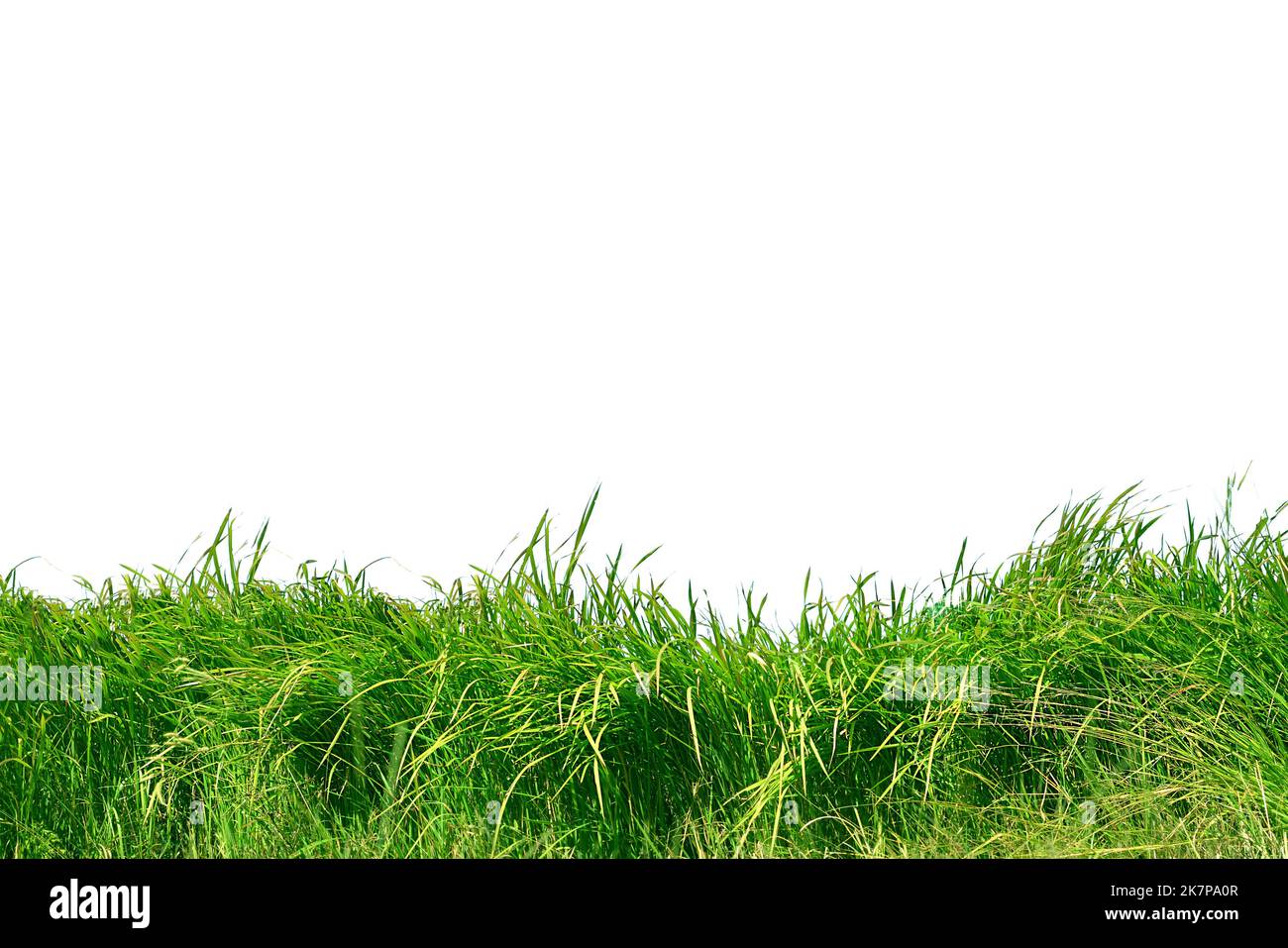 Grass isolated on white background Stock Photo - Alamy