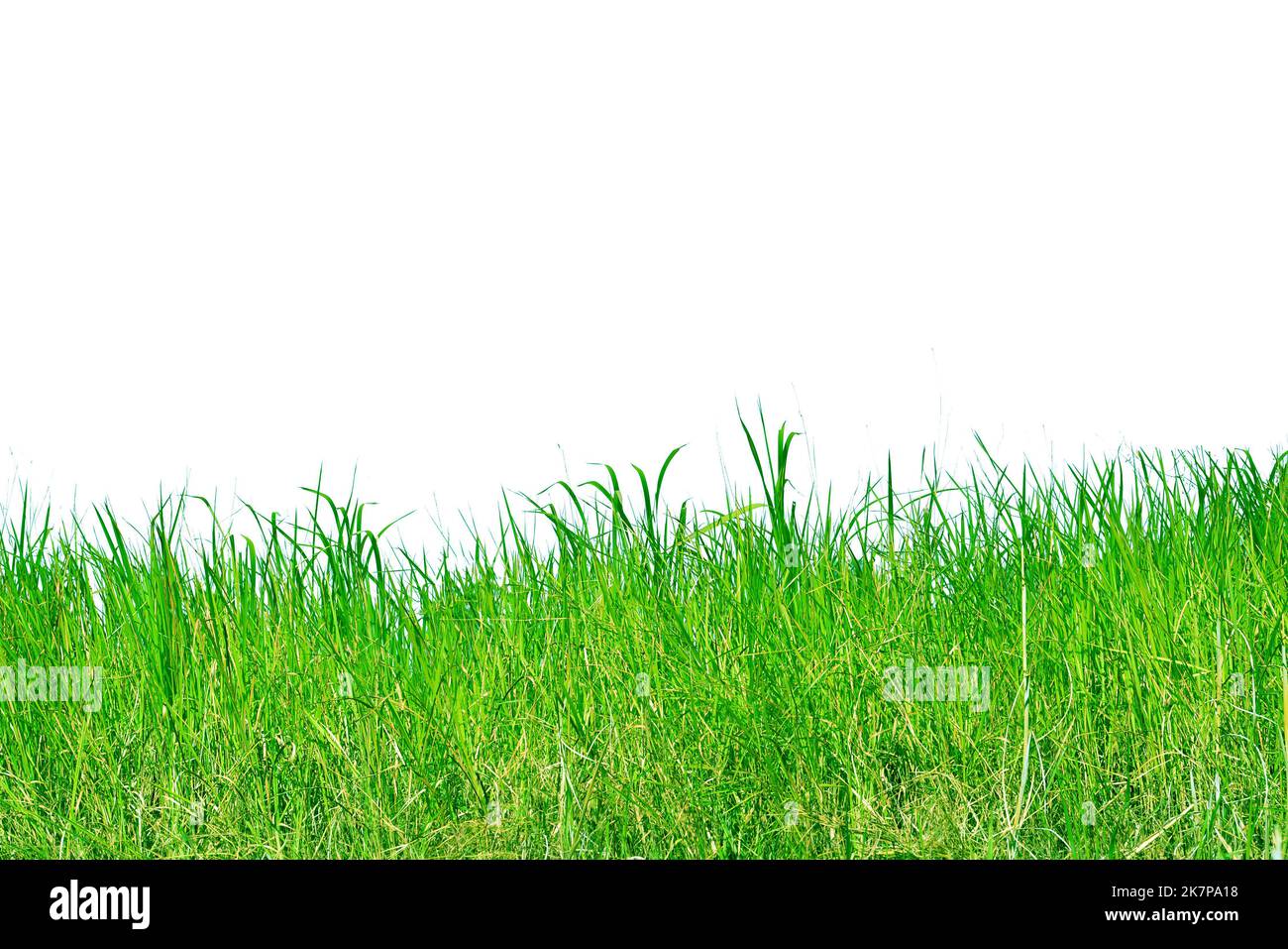 Grass isolated on white background Stock Photo - Alamy