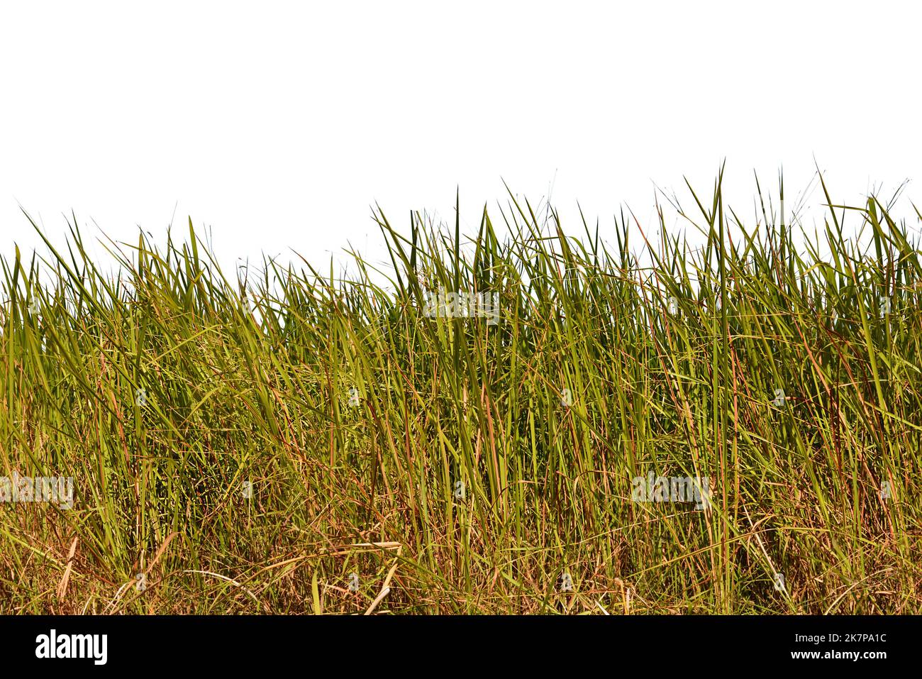 Grass isolated on white background Stock Photo - Alamy