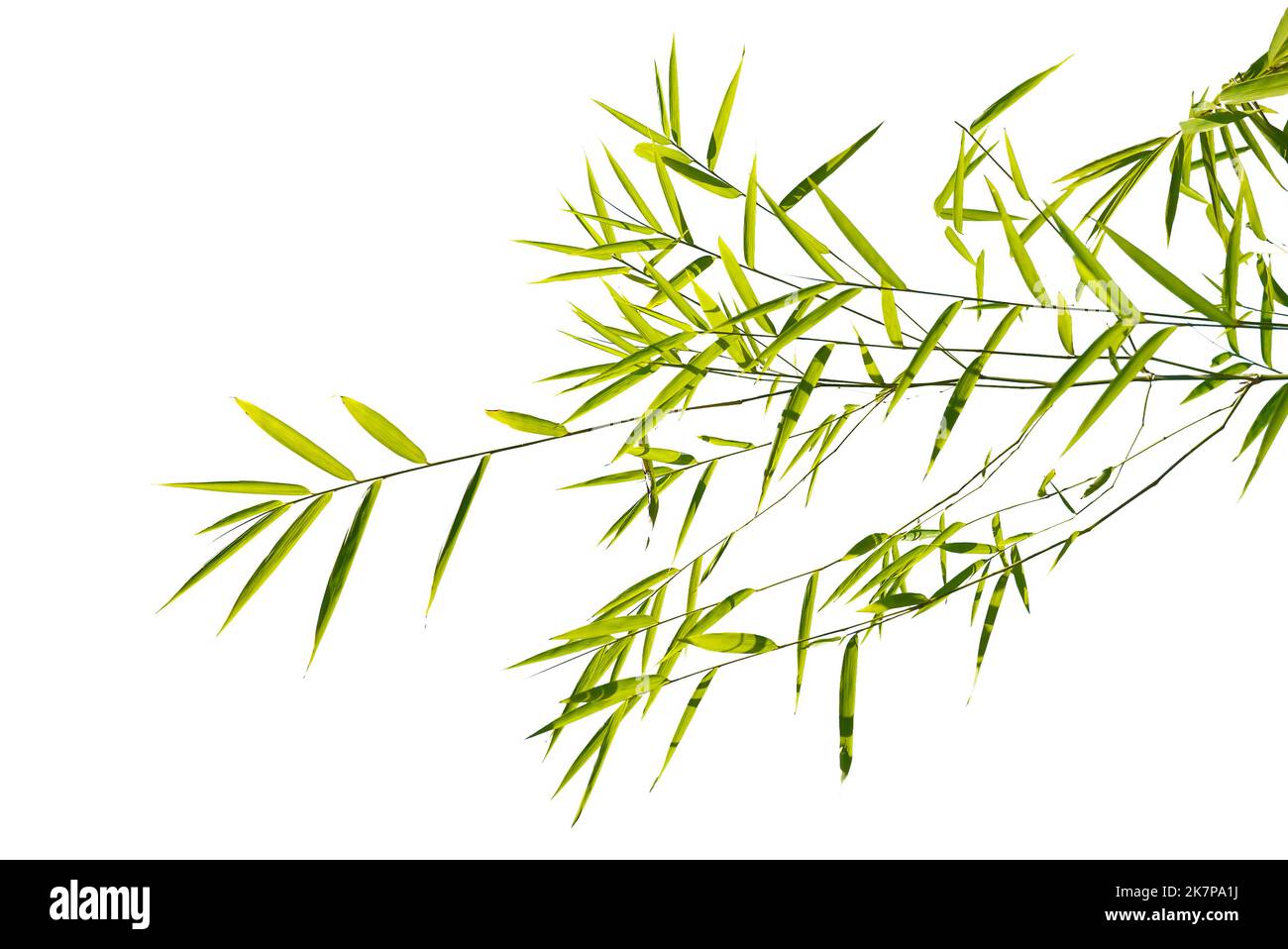 leaves isolated on white background Stock Photo - Alamy